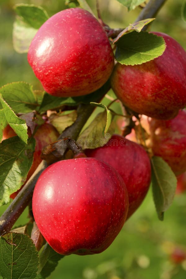 Bright Red Apples on a Tree Branch Stock Photo - Image of growth ...