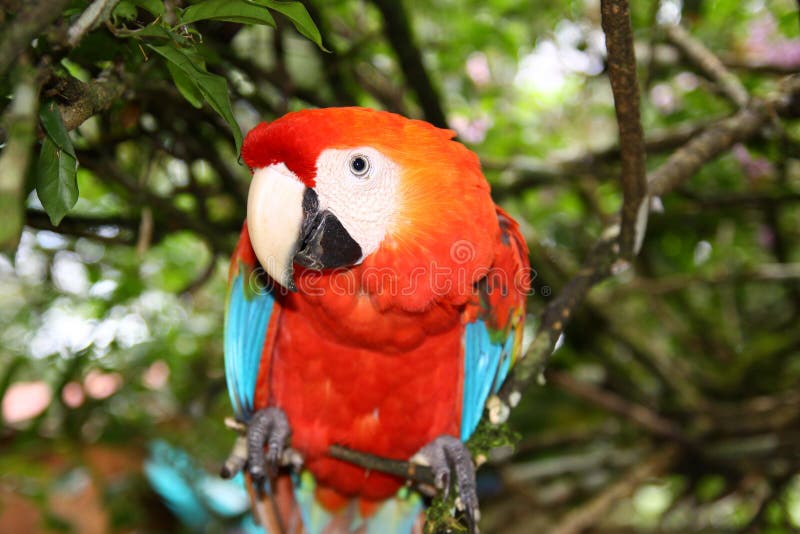 Bright red ara parrot stock image. Image of ecuador - 117545159