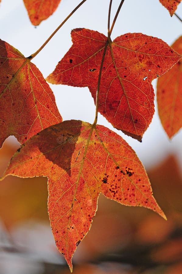 Bright red autumn leaves stock image. Image of hung, outdoors - 23667621