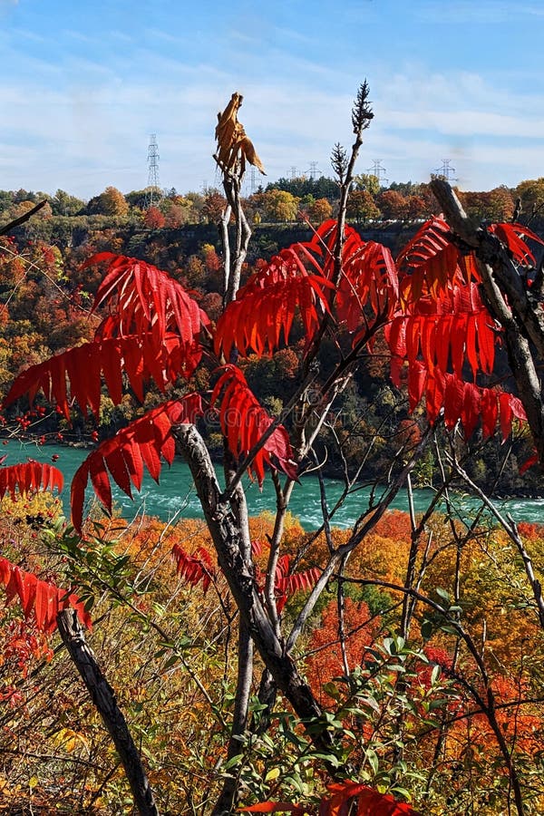 Bright Red Autumn Leaves by the Riverside, Niagara Falls, on, Canada ...