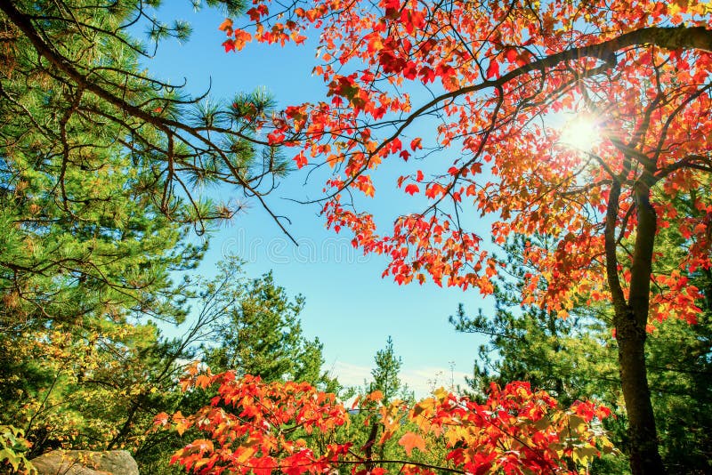 Bright Red Autumn Leaves in Sun Light Stock Photo - Image of ...