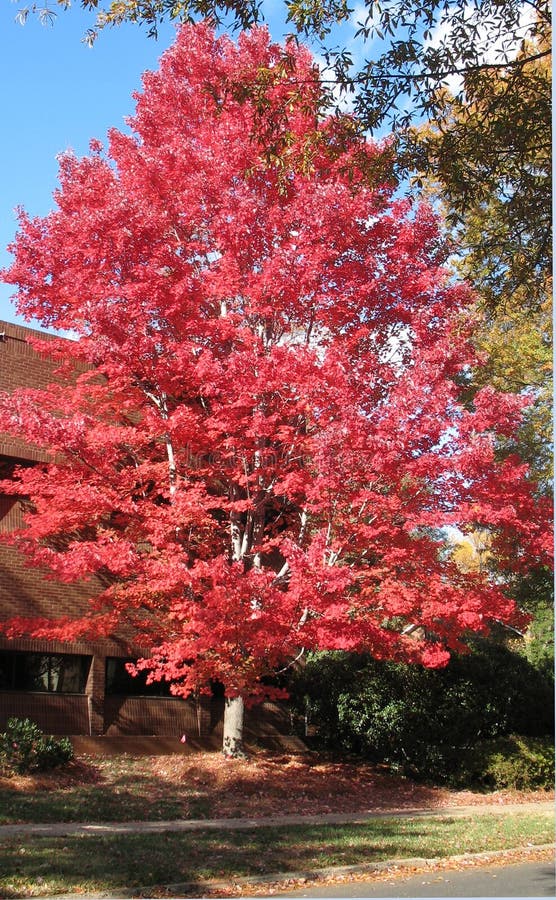 Big Colorful Maple Tree Under Blue Sky Stock Photo - Image of scenery ...