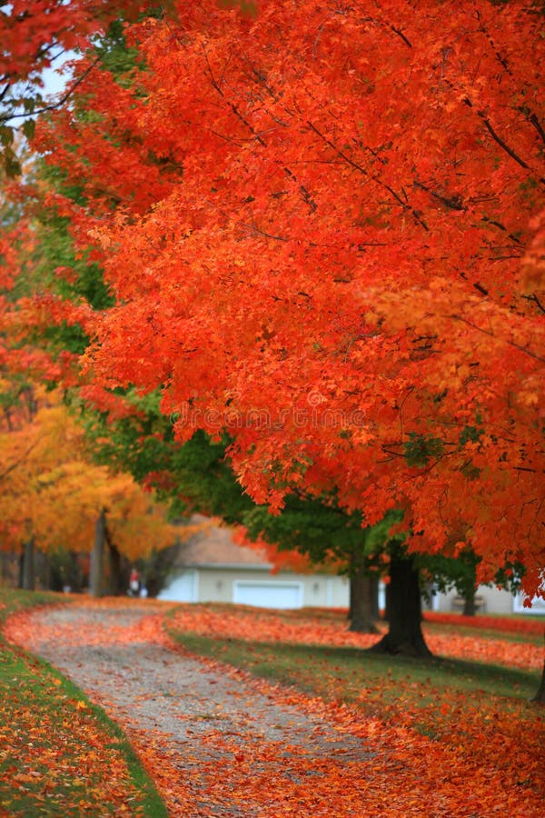 Bright red autumn trees stock photo. Image of ecology - 44615936