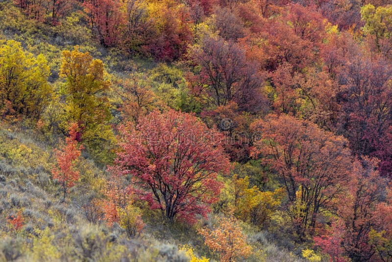 Bright Red Autumn Trees on the Mountain Slope in Rural Utah Stock Photo ...