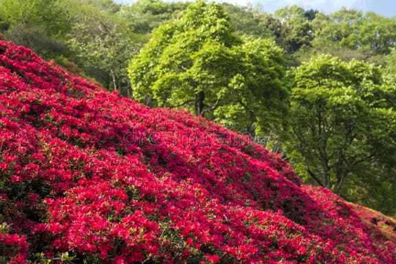 Bright red azalea field stock image. Image of bright - 65949887