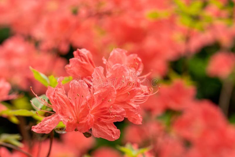 A bright red Azalea flower stock image. Image of petals - 156177717