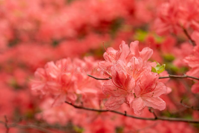 A bright red Azalea flower stock photo. Image of nature - 156178196