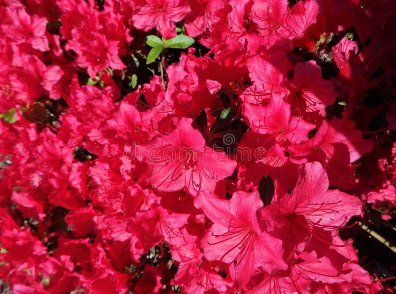 Bright red azalea flowers stock image. Image of beautiful - 93278665