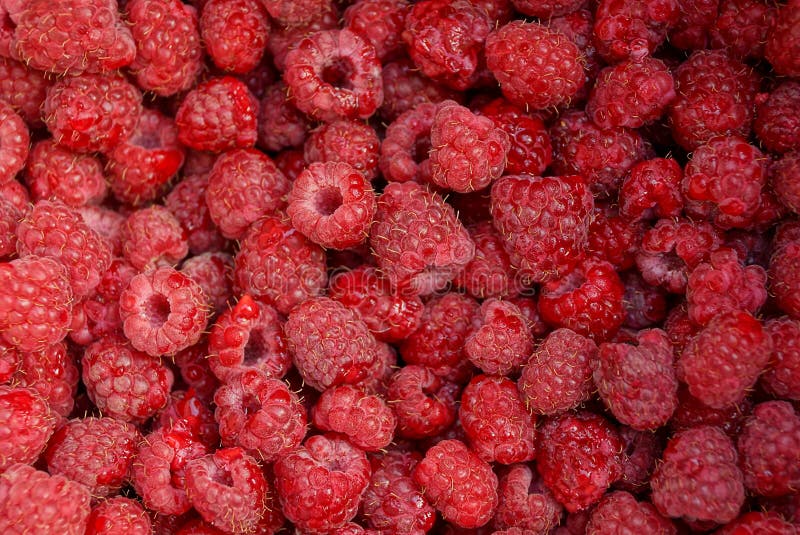 Bright Red Background of Ripe Red Raspberries Stock Photo - Image of ...