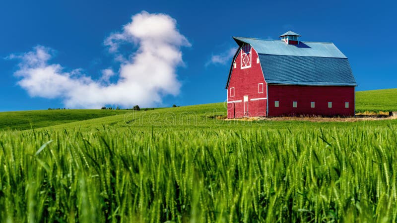 Bright Red Barn and Deep Green Wheatfields Stock Photo - Image of field ...