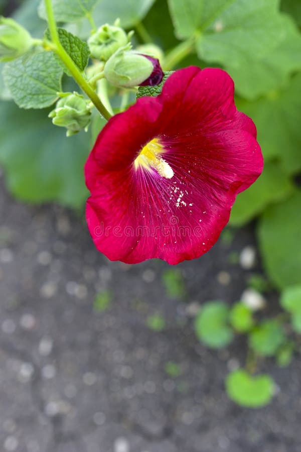 Bright Red and Beautiful Mallow Flowers on a Green Bush Stock Image ...