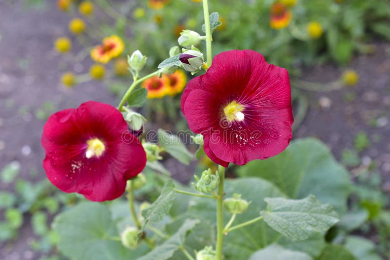 Bright Red and Beautiful Mallow Flowers on a Green Bush Stock Image ...
