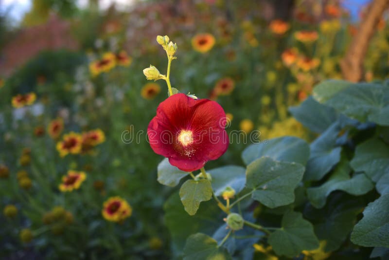 Bright Red and Beautiful Mallow Flowers on a Green Bush Stock Image ...