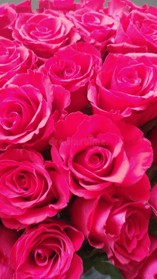 Two Red Roses Together with Red Petals on a Black Background Stock ...