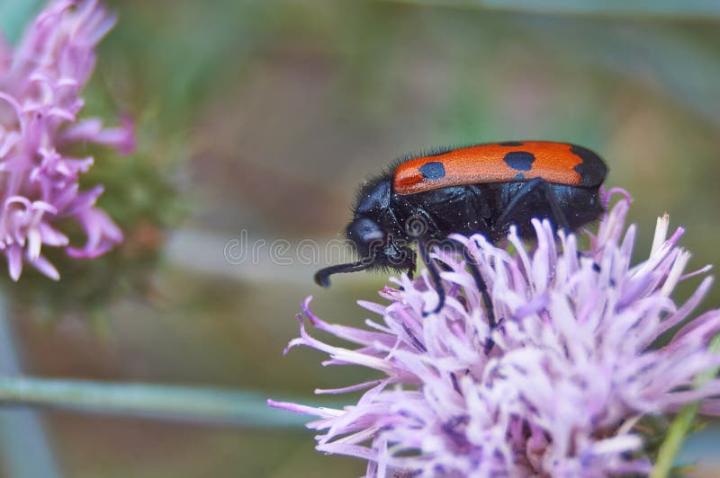 Bright red beetle. stock photo. Image of invertebrate - 41108840