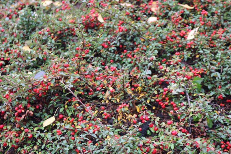 Bright Red Berries Adorn the Branches of a Bush in the Fall Stock Image ...