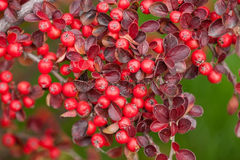 Bright Red Berries of Bearberry Cotoneaster in the Forest. Stock Photo ...
