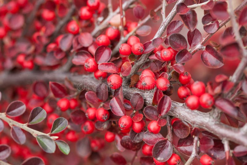 Bright Red Berries of Bearberry Cotoneaster in the Forest. Stock Photo ...