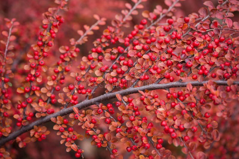 Bright Red Berries of Bearberry Cotoneaster in the Forest. Stock Photo ...