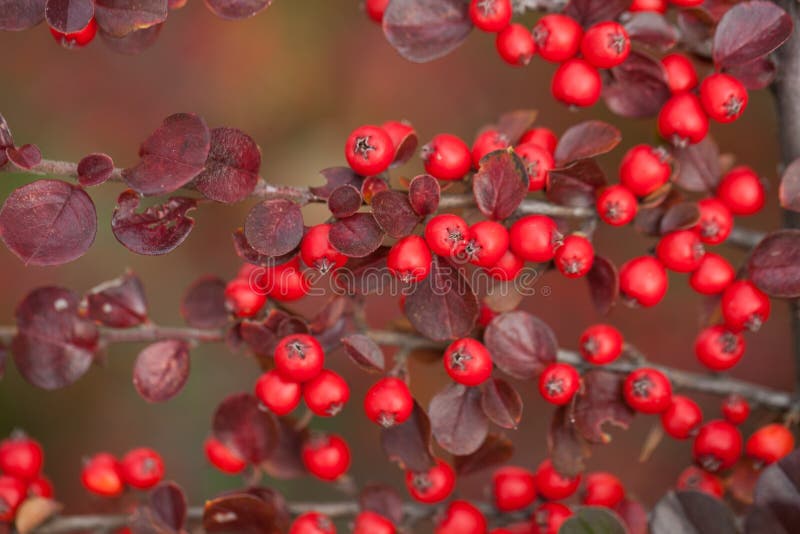 Bright Red Berries Of Bearberry Cotoneaster In The Forest. Stock Image ...