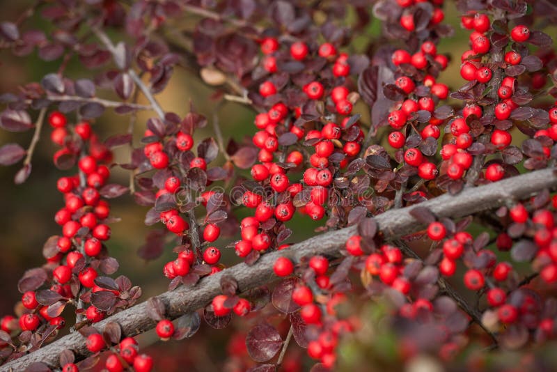 Bright Red Berries of Bearberry Cotoneaster in the Forest. Stock Photo ...