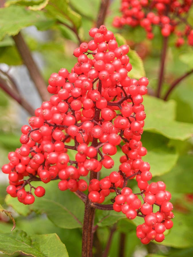 Bright Red Berries in Bunch Closeup Stock Image - Image of wilderness ...