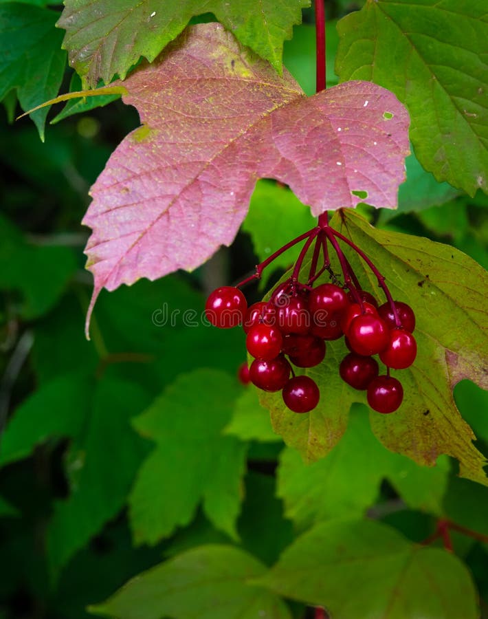 Bright Red Berries on Bush on Top of Green Leaves Stock Photo - Image ...
