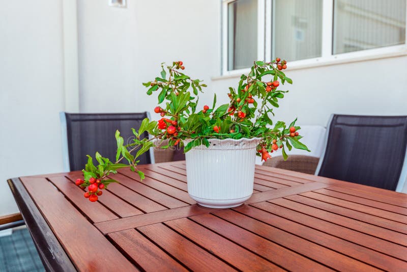 Bright Red Berries in a Classic White Planter Stock Photo - Image of ...