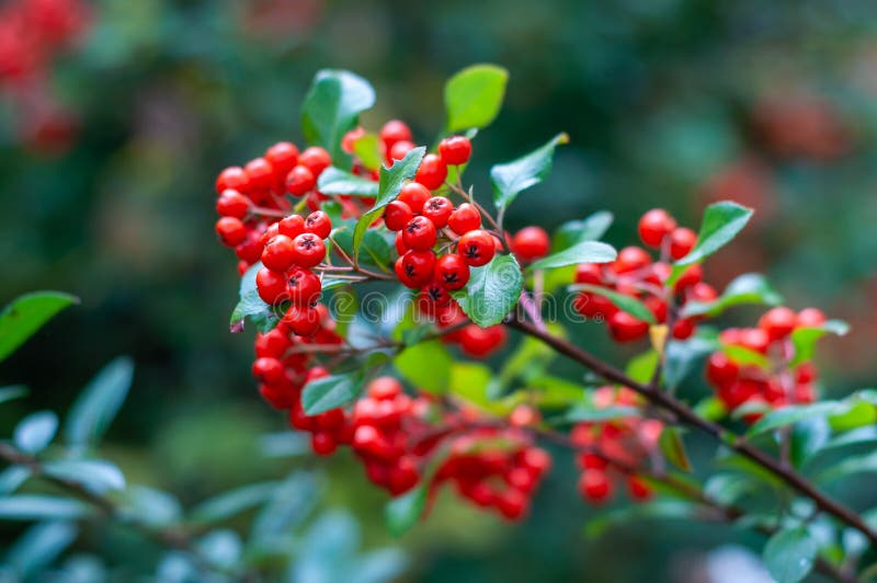 Bright Red Berries Cluster on a Branch, Surrounded by Lush Green Leaves ...