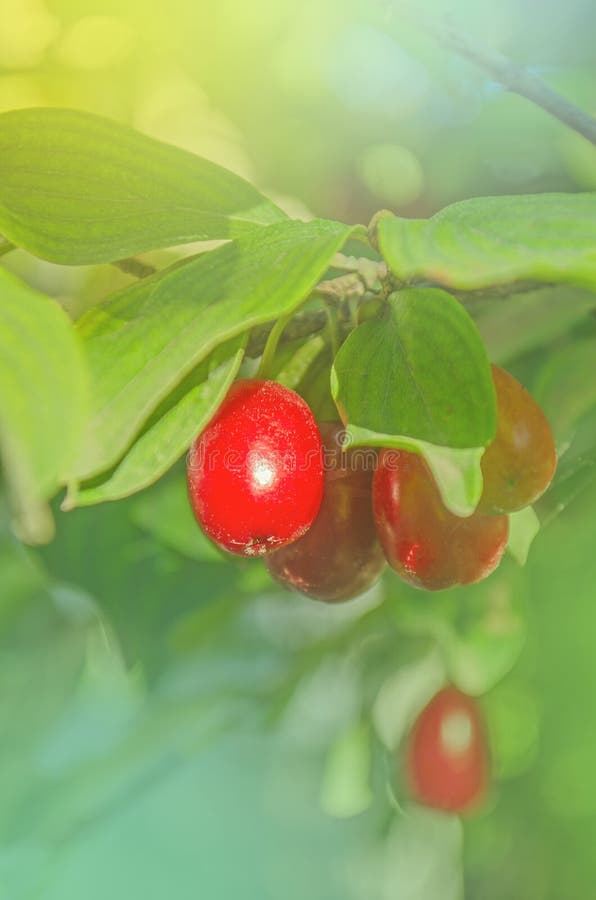 Bright Red Berries of Cornel. Fresh Cornel Berries Stock Image - Image ...
