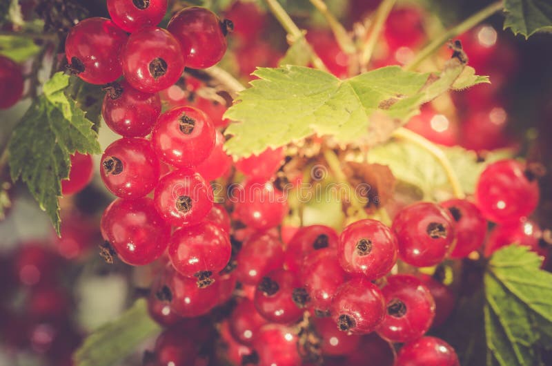 Bright Red Berries of Red Currant on Sunlight/ripe Red Currant Grows in ...