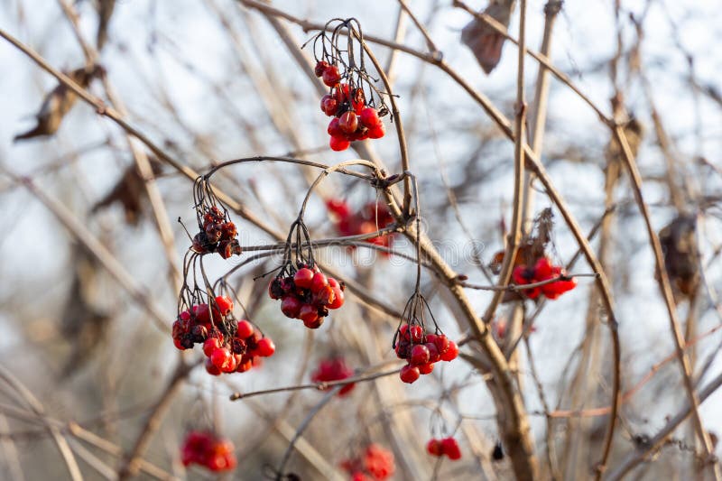 Bright Red Berries Hanging from Branches in a Winter Landscape Stock ...