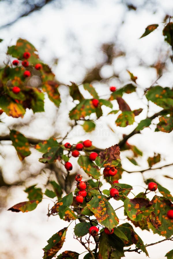 Bright red berries stock image. Image of september, late - 100809443