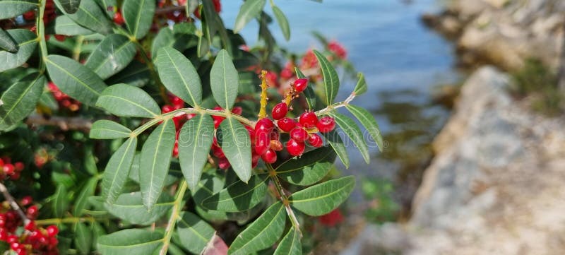 Bright Red Berries of a Shrub on the Adriatic Coast Stock Image - Image ...
