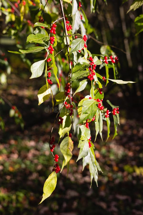 Tree Branch with Red Berries Stock Image - Image of garden, plant ...