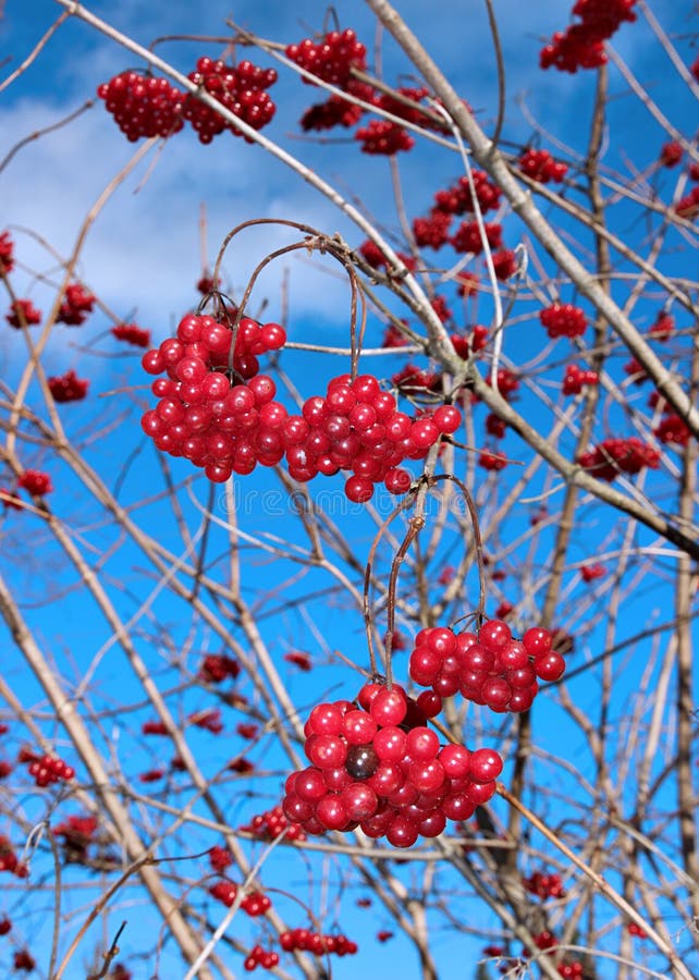 Bright Red Berries of Viburnum on the Branches Stock Image - Image of ...