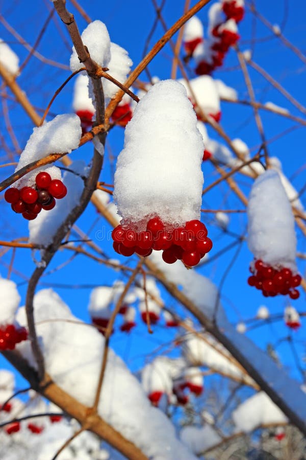 Winter berries in snow stock photo. Image of vegetation - 27596
