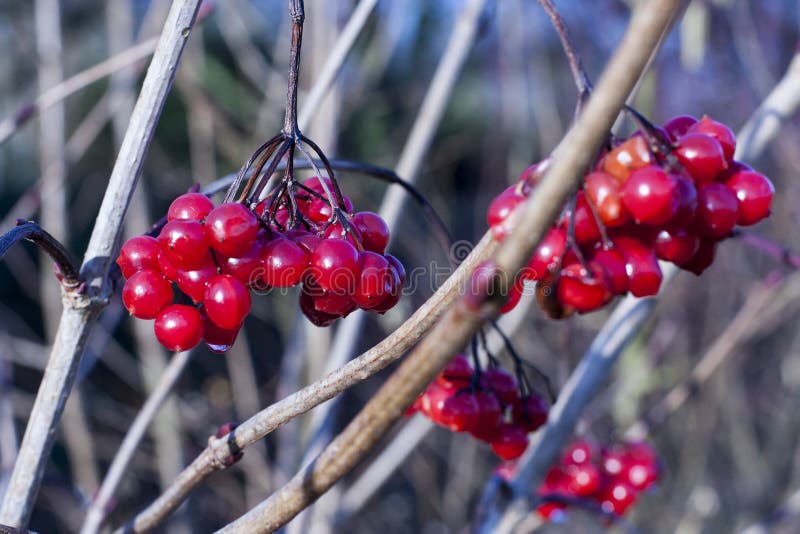 Bright red berries stock photo. Image of food, clusters - 92297402