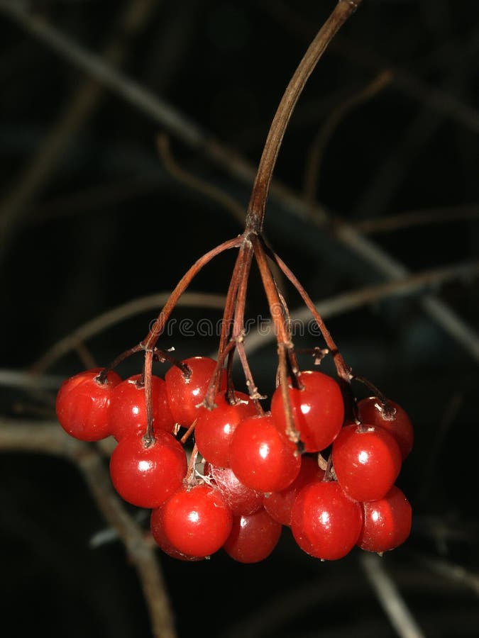 Bright Red Berry Background Stock Photo - Image of botany, illinois ...