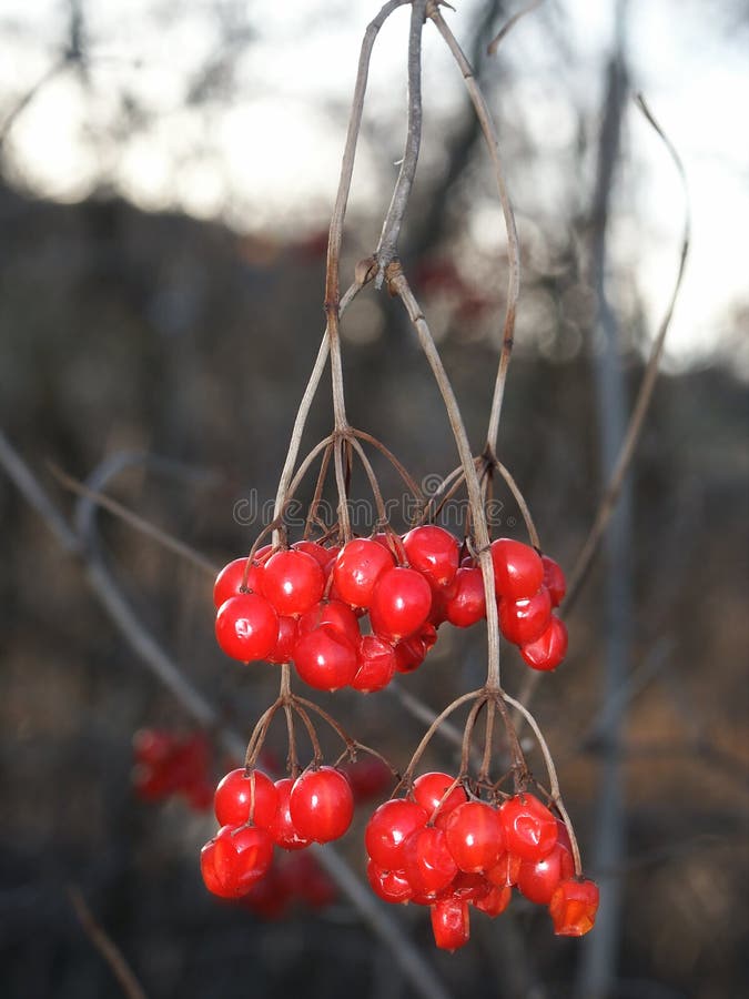 Bright Red Berry Background Stock Image - Image of vegetation, berry ...