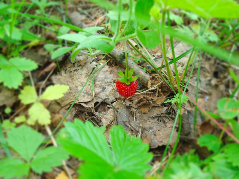 Bright Red Berry Strawberry in Green Grass Stock Image - Image of ...