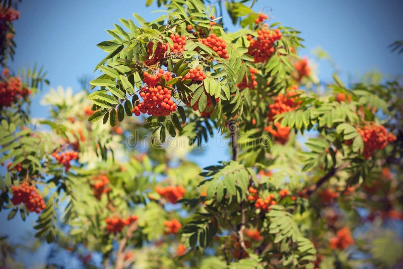 The Bright Red Berry of the Wild Rowan that Hangs on the Branches Stock ...