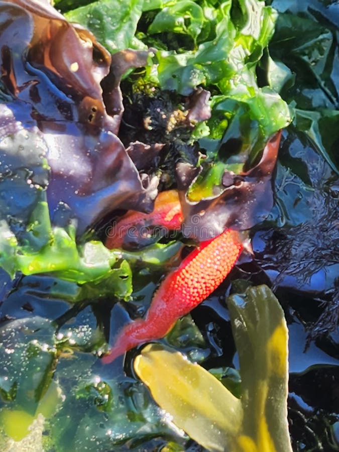 Bright Red Blood Starfish Arm in Seaweed and Kelp Stock Image - Image ...