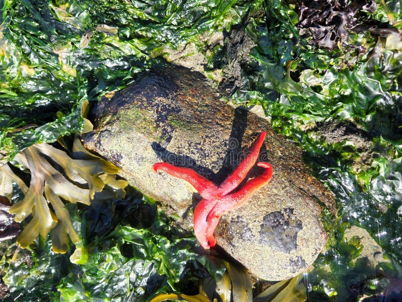 Bright Red Blood Starfish Arm on Seaweed and Kelp Stock Photo - Image ...
