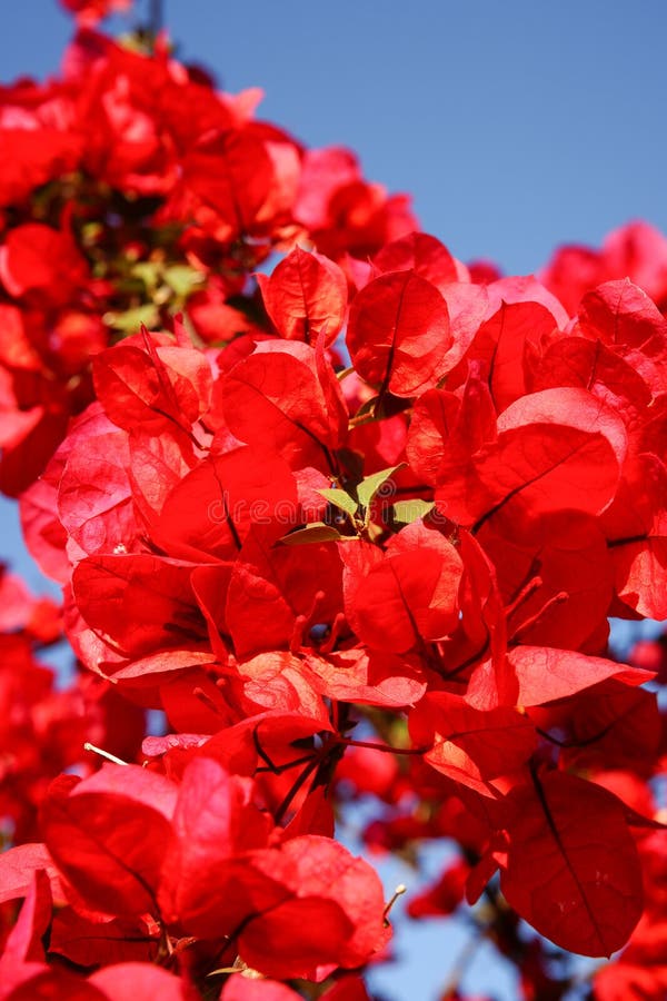 Bright Red Bloom of Pohutukawa Tree Stock Photo - Image of background ...