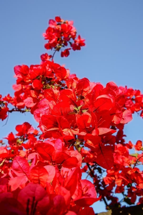 Bright Red Bloom of Pohutukawa Tree Stock Photo - Image of background ...