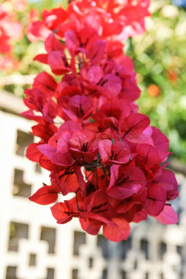 Bright Red Bloom of Bougainvillea Vine Stock Image - Image of pretty ...