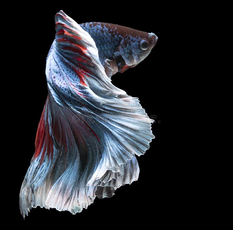 Bright Red and Blue Betta Fish Colors Create a Captivating and Striking ...