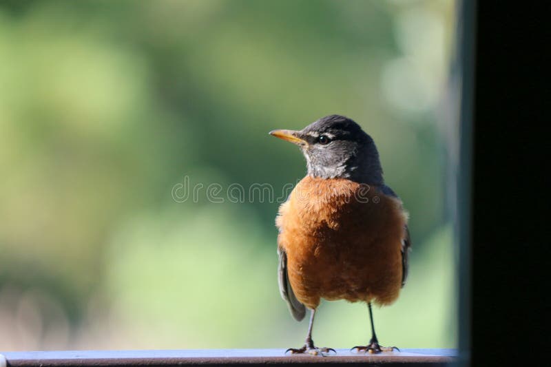 Red Breasted Robin Bird on Green Grass Stock Photo - Image of wildlife ...