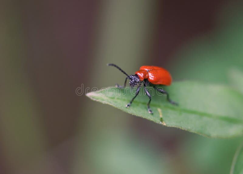 Bright Red Bug Insect on Green Leaf Stock Photo - Image of insect, leaf ...